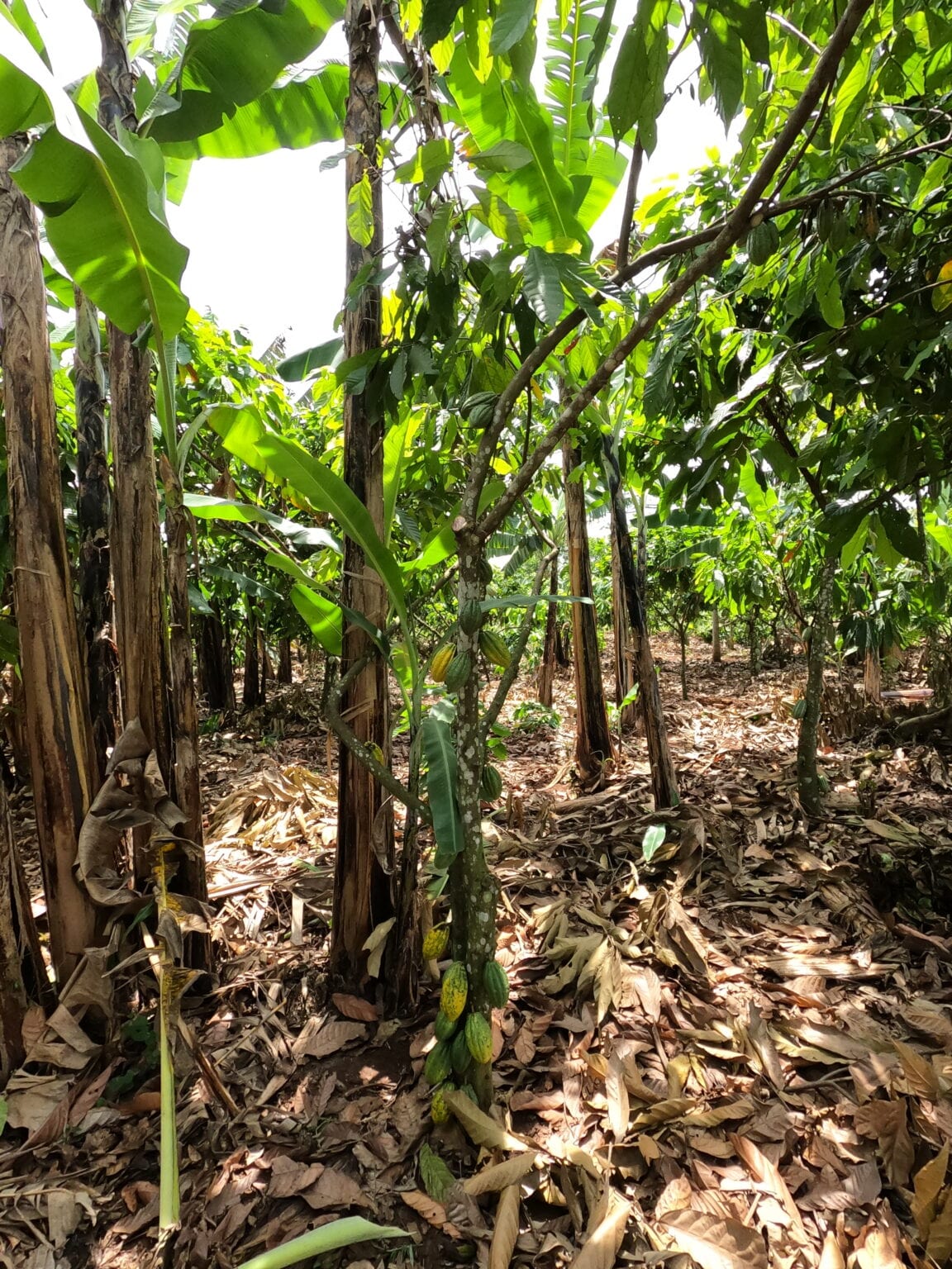 Du cacaoyer au sac de fèves de cacao : une belle histoire